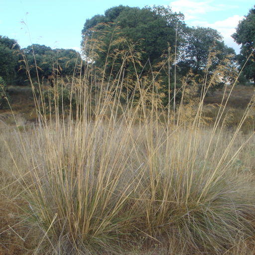 Stipa Gigantea Plant Care & How to Grow, Water