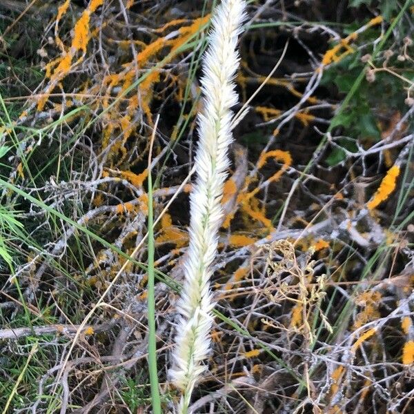 Stipa Lagascae Care Guide: Water, Soil & Propagation - Plantiary
