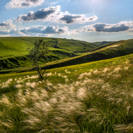 Stipa Lessingiana Plant Care & How to Grow, Water