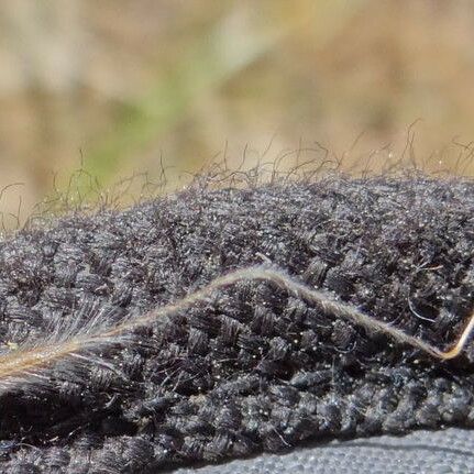 Stipa Nelsonii Plant Care & How to Grow, Water