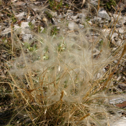 Ivy Geranium (Pelargonium Peltatum) Plant Care & How to Grow, Water