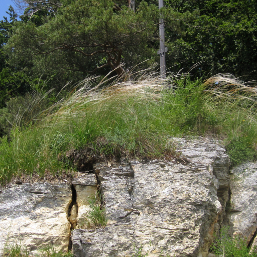 Golden Feather Grass (Stipa Pulcherrima) Plant Care & How to Grow, Water