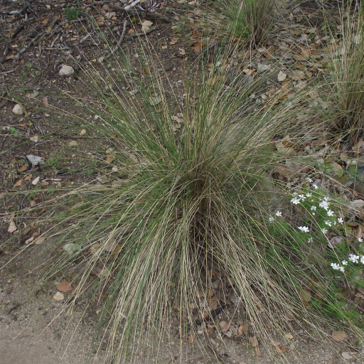 Desert Needlegrass (Stipa Speciosa) Plant Care & How to Grow, Water