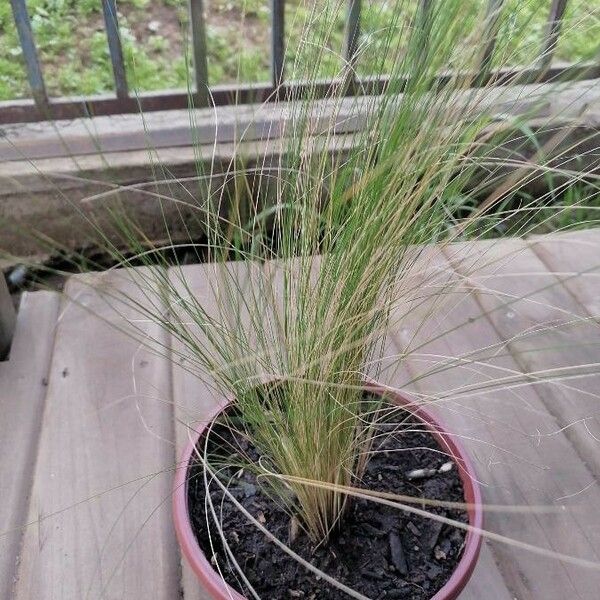 Stipa Tenuifolia Plant Care & How to Grow, Water