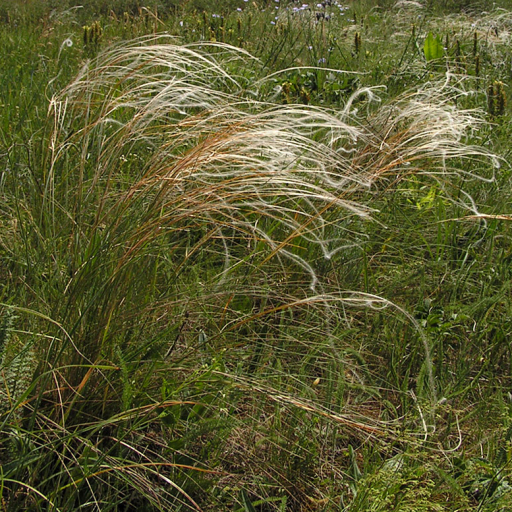 Stipa Zalesskii Care Guide: Water, Soil & Propagation - Plantiary