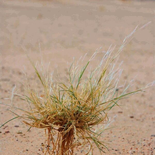 Stipagrostis Plumosa Plant Care & How to Grow, Water