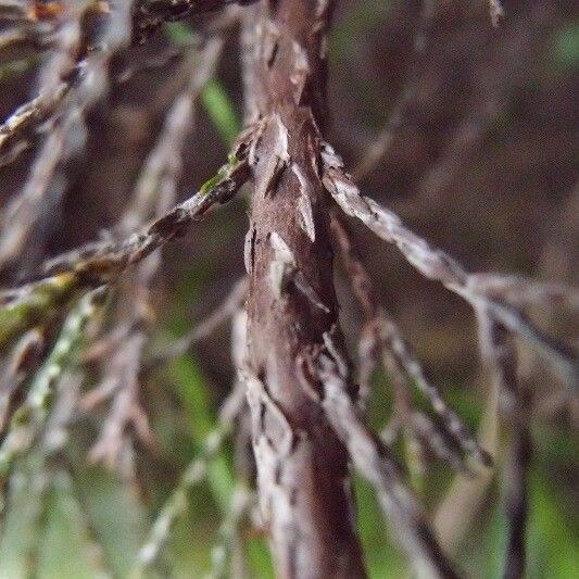 Stoebe Passerinoides Care Guide: Water, Soil & Propagation - Plantiary