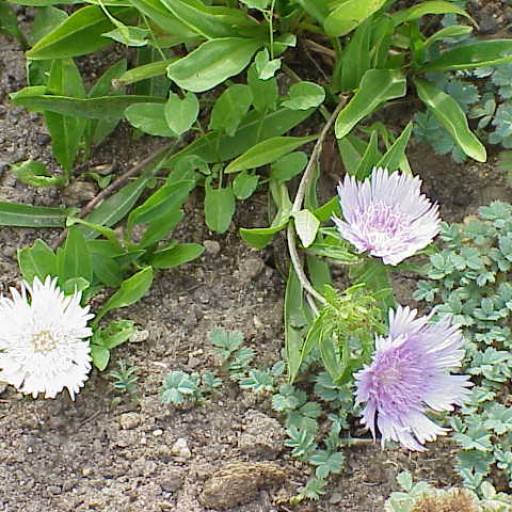Stokes' Aster (Stokesia Laevis) Plant Care & How to Grow, Water
