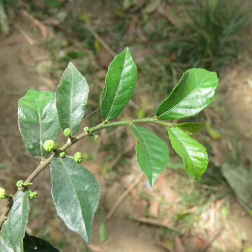 Sandpaper Tree (Streblus Asper) Plant Care & How to Grow, Water