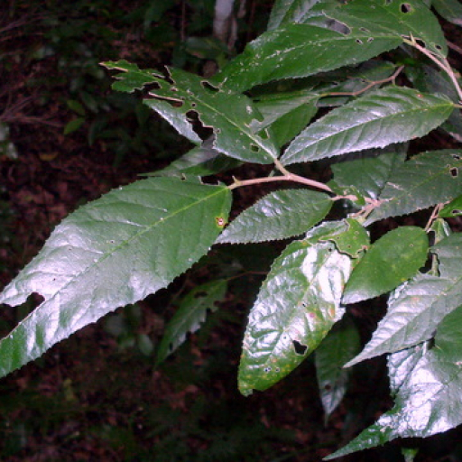 Whalebone Tree (Streblus Brunonianus) Plant Care & How to Grow, Water
