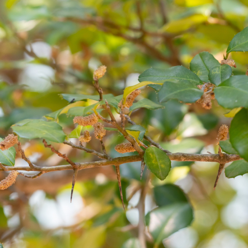 Holly-Leaved Streblus (Streblus Ilicifolius) Plant Care & How to Grow ...