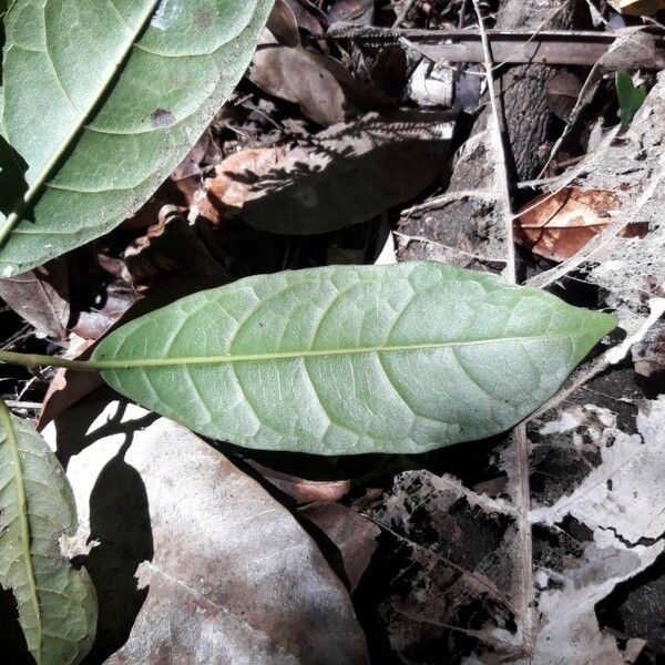 Streblus Sclerophyllus Plant Care & How to Grow, Water