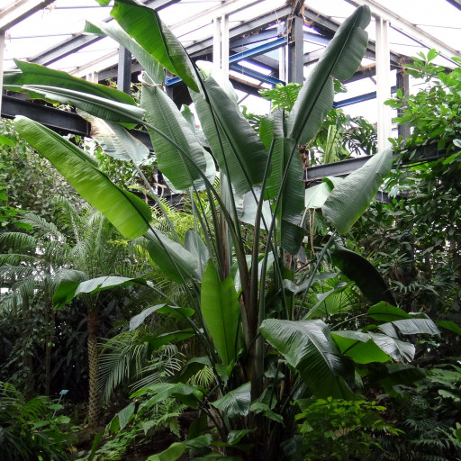 Giant White Bird Of Paradise (Strelitzia Alba) Plant Care & How to Grow, Water