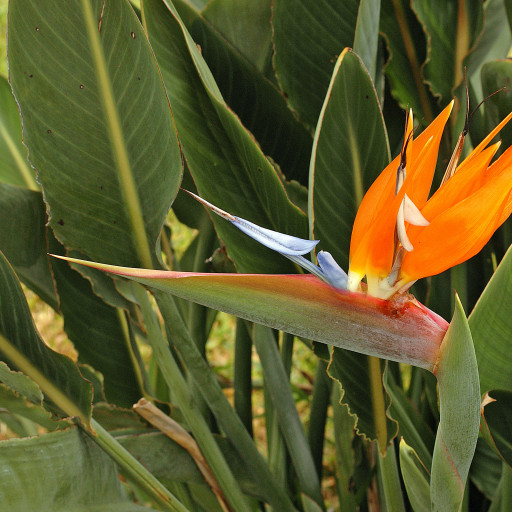 Bird Of Paradise (Strelitzia Reginae) Plant Care & How to Grow, Water