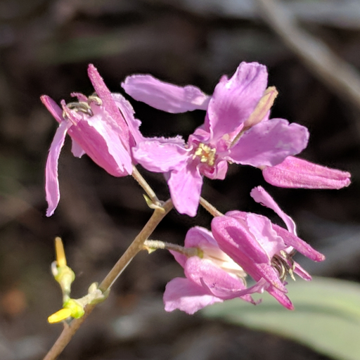 Bracted Jewelflower (Streptanthus Bracteatus) Plant Care & How to Grow ...