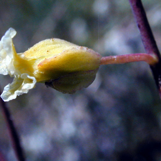 Secund Jewelflower (Streptanthus Glandulosus) Plant Care & How to Grow ...