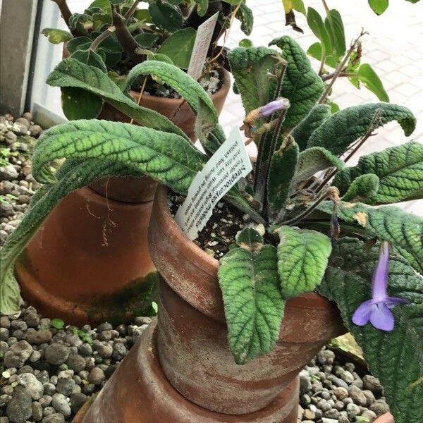 Streptocarpus Modestus Plant Care & How to Grow, Water
