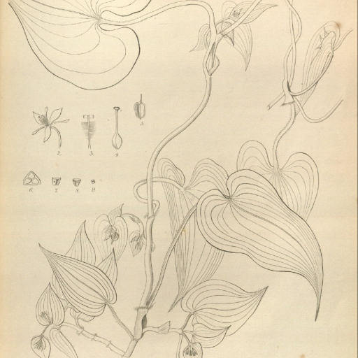 Climbing Twisted-Lily (Streptolirion Volubile) Care Guide: Water, Soil ...