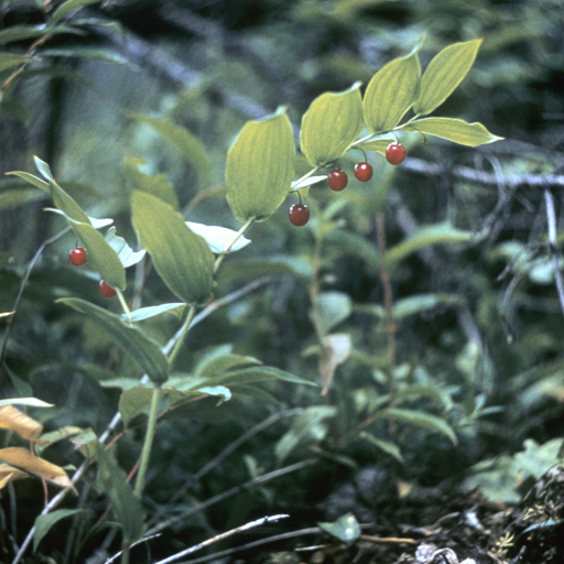 Twistedstalk (Streptopus Lanceolatus) Care Guide: Water, Soil ...