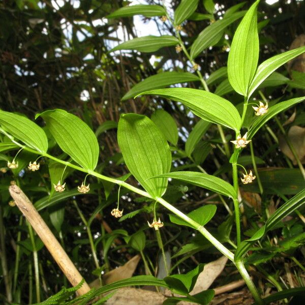 Small Twisted-stalk (Streptopus Streptopoides) Plant Care & How to Grow ...