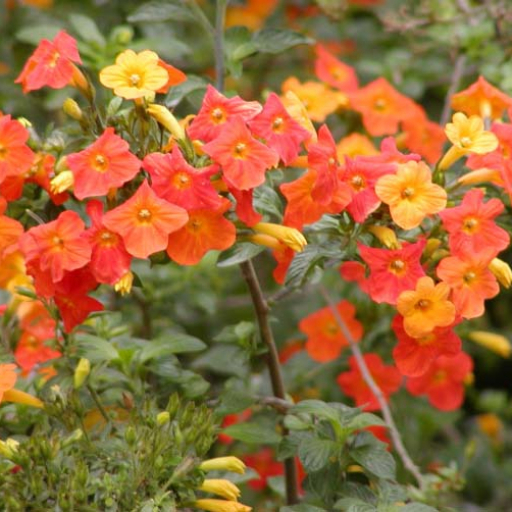 Marmalade-Bush (Streptosolen Jamesonii) Plant Care & How to Grow, Water