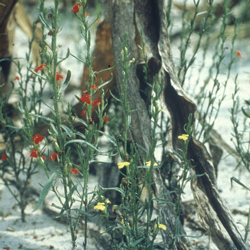 Asiatic Witchweed (Striga Asiatica) Plant Care & How to Grow, Water