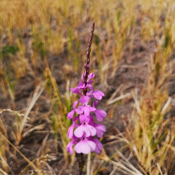 Tobacco Witchweed (Striga Gesnerioides) Plant Care & How to Grow, Water