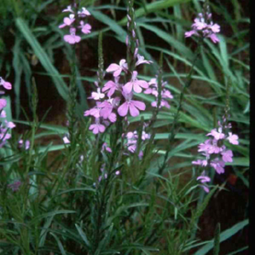 Purple Witchweed (Striga Hermonthica) Plant Care & How to Grow, Water