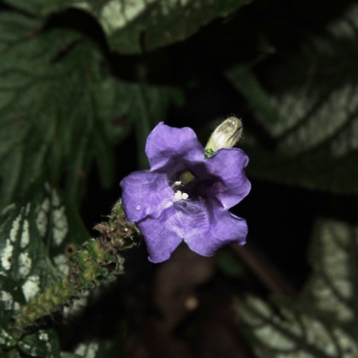 Royal Purple (Strobilanthes Auriculata) Plant Care & How to Grow, Water