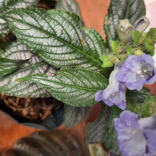 Strobilanthes Auriculatus Plant Care & How to Grow, Water