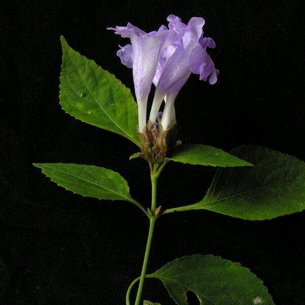 Strobilanthes Capitata Plant Care & How to Grow, Water