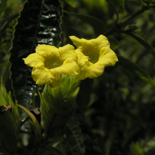 Black Face General (Strobilanthes Crispa) Plant Care & How to Grow, Water