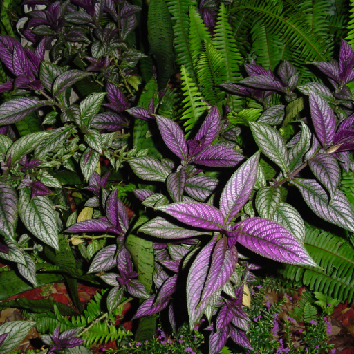 Persian-Shield (Strobilanthes Dyeriana) Plant Care & How to Grow, Water