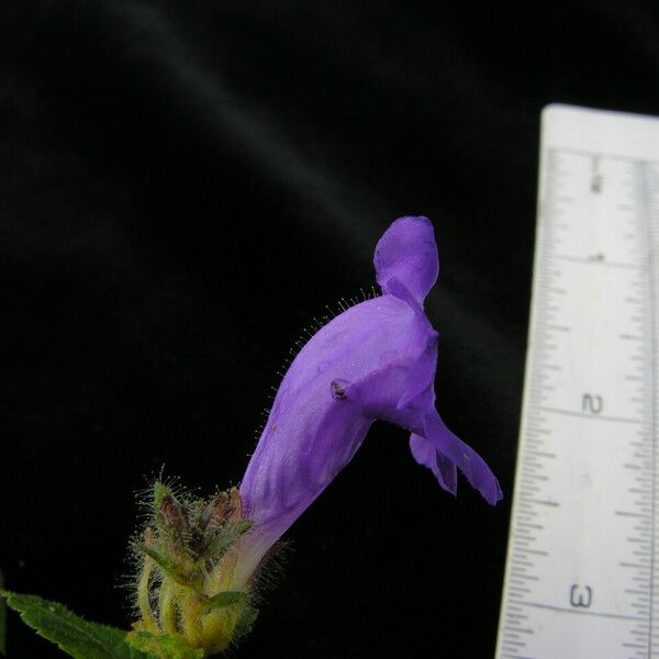 Strobilanthes Extensa Plant Care & How to Grow, Water