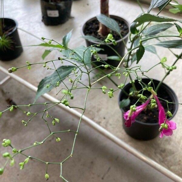 Chinese Rain Bell (Strobilanthes Hamiltoniana) Care Guide: Water, Soil ...