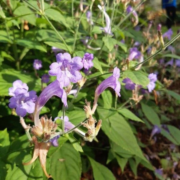 Himalayan Acanthus (Strobilanthes Penstemonoides) Plant Care & How to ...