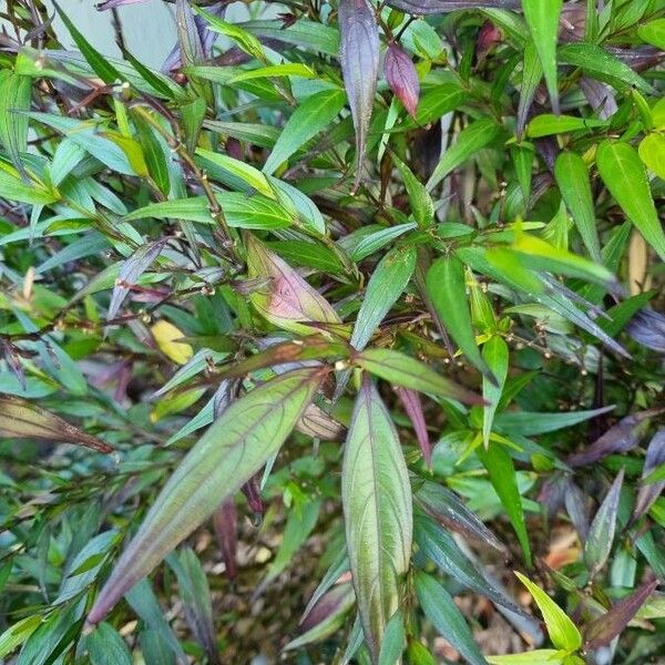 Goldfussia (Strobilanthes Persicifolia) Plant Care & How to Grow, Water