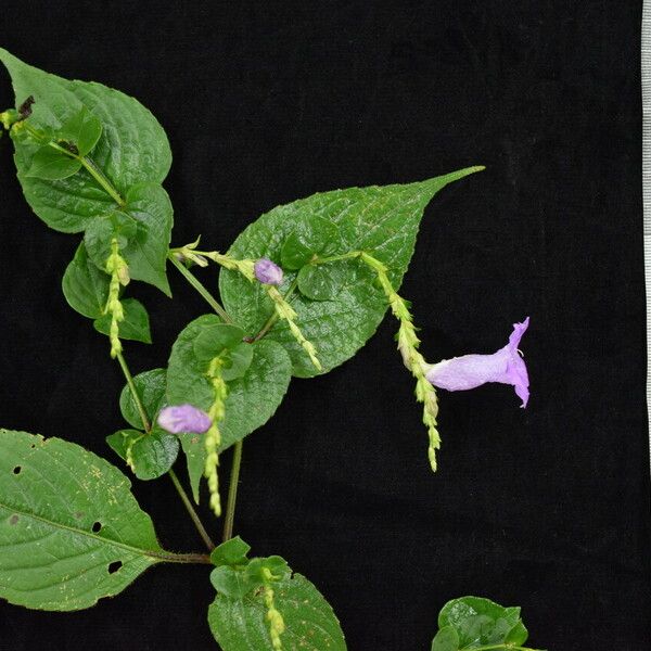 Strobilanthes Saccata Plant Care & How to Grow, Water