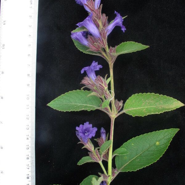 Strobilanthes Tomentosa Plant Care & How to Grow, Water