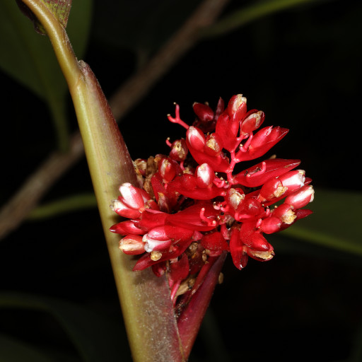 Stromanthe Triostar (Stromanthe Thalia) Plant Care & How to Grow, Water