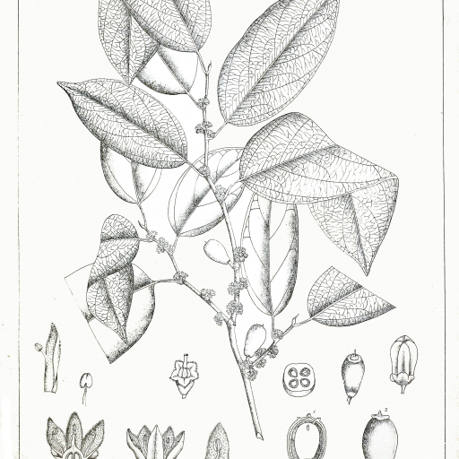 Strombosia Ceylanica Plant Care & How to Grow, Water