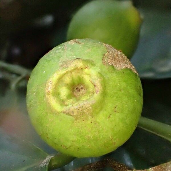 Strombosiopsis Tetrandra Plant Care & How to Grow, Water