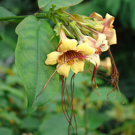 Medisa-Flower (Strophanthus Preussii) Plant Care & How to Grow, Water