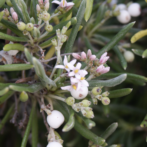 Pride-Of-Big Pine (Strumpfia Maritima) Plant Care & How to Grow, Water