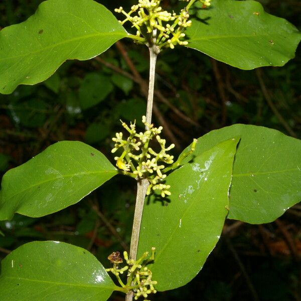 Struthanthus Quercicola Care Guide: Water, Soil & Propagation - Plantiary