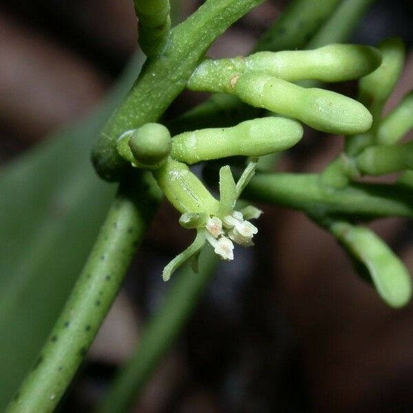 Struthanthus Woodsonii Care Guide: Water, Soil & Propagation - Plantiary