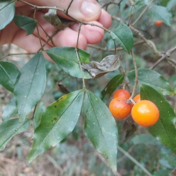 Strychnos Brasiliensis Plant Care & How to Grow, Water