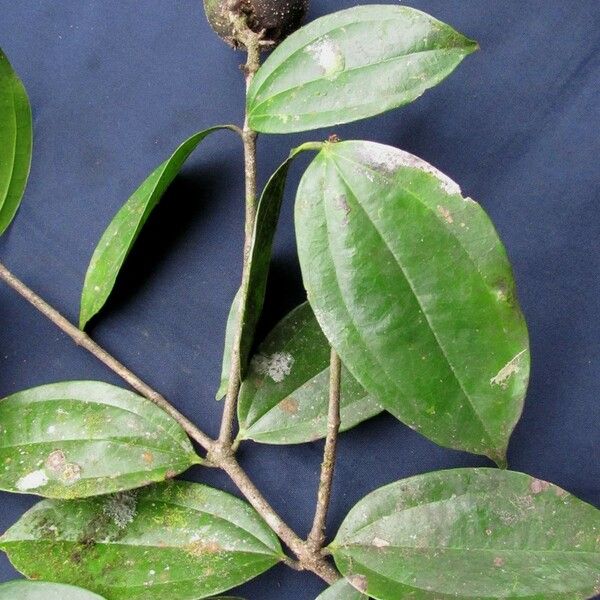 Strychnos Chlorantha Care Guide: Water, Soil & Propagation - Plantiary