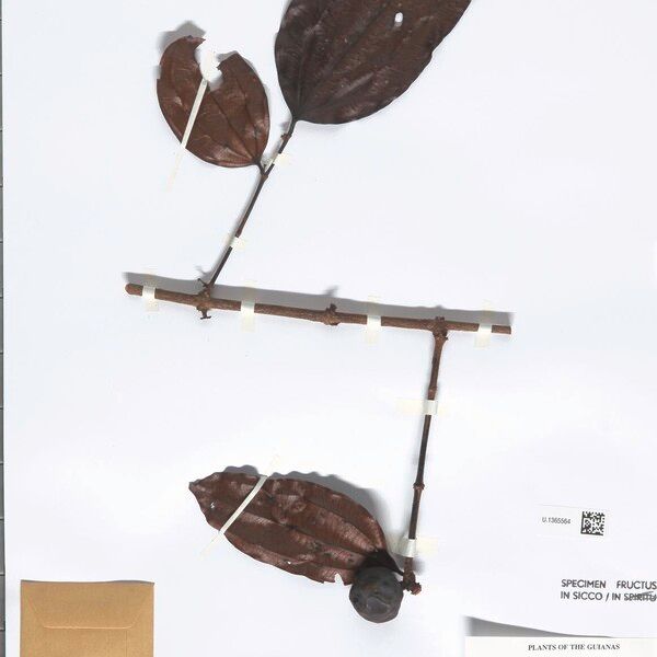 Strychnos Cogens Care Guide: Water, Soil & Propagation - Plantiary