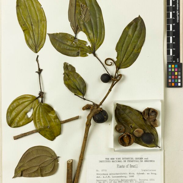 Strychnos Krukoffiana Plant Care & How to Grow, Water